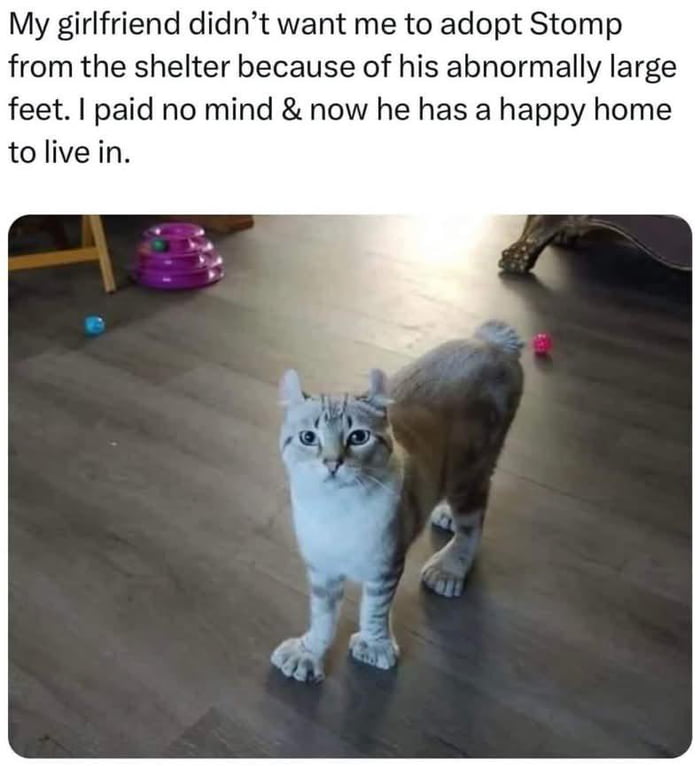 You know what they say about cats with big feet 🐾 - 9GAG