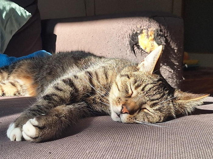 Destroy couch, then nap - 9GAG