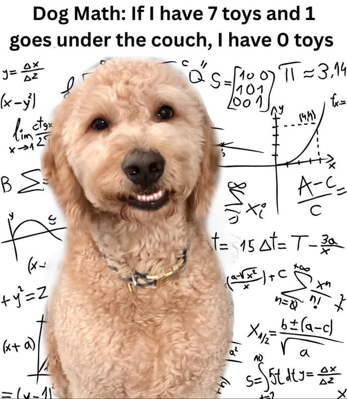 Dog math is a complex subject, but this golden retriever has it all ...