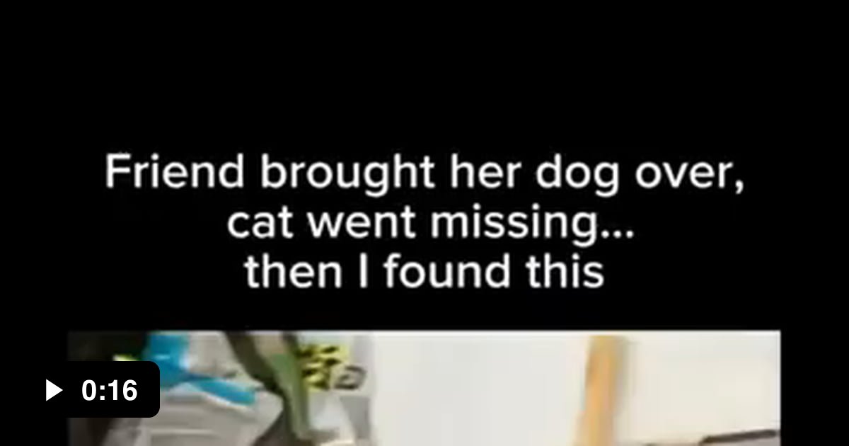 Cat was plotting - 9GAG