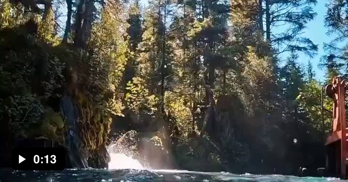 A slice of an Alaskan forest experience - 9GAG