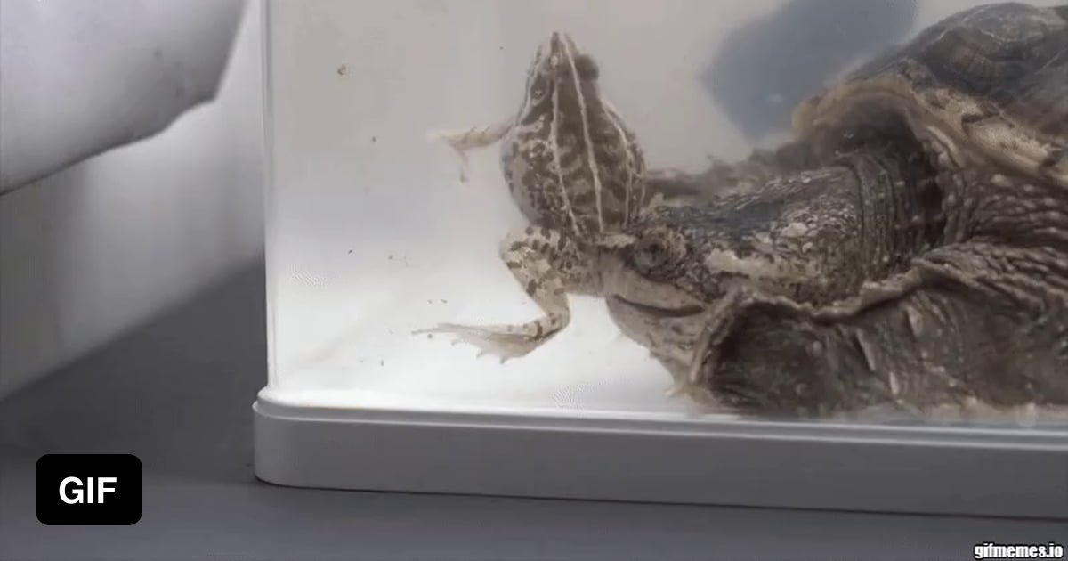 Turtle Thursday (I did not crop it this way, that's the site's doing) - 9GAG