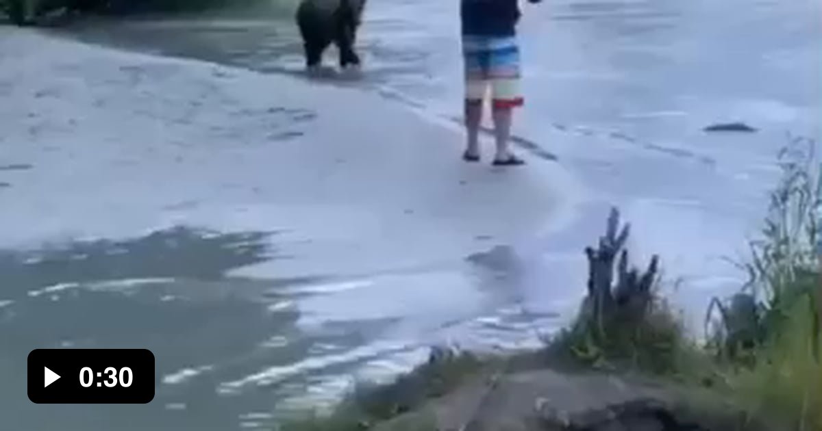 Bear in mind; he is focused on the fish. - 9GAG