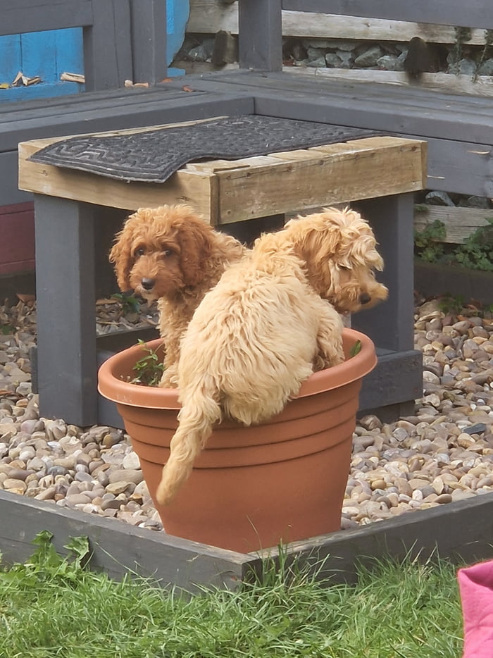 Planter Pups - 9GAG
