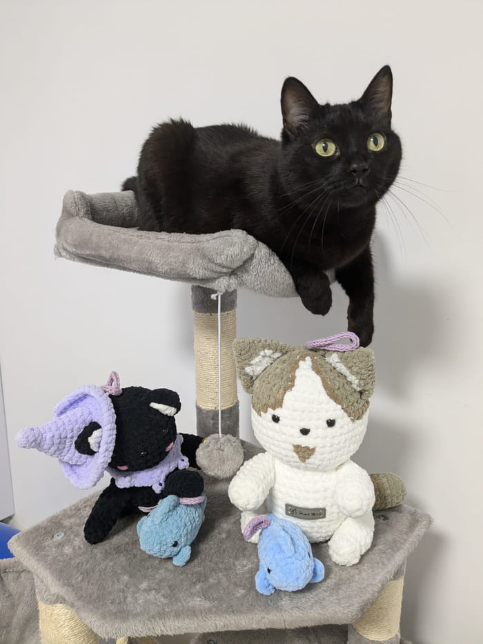 Since we're all posting our cats. The most talkative cat i've ever had ...