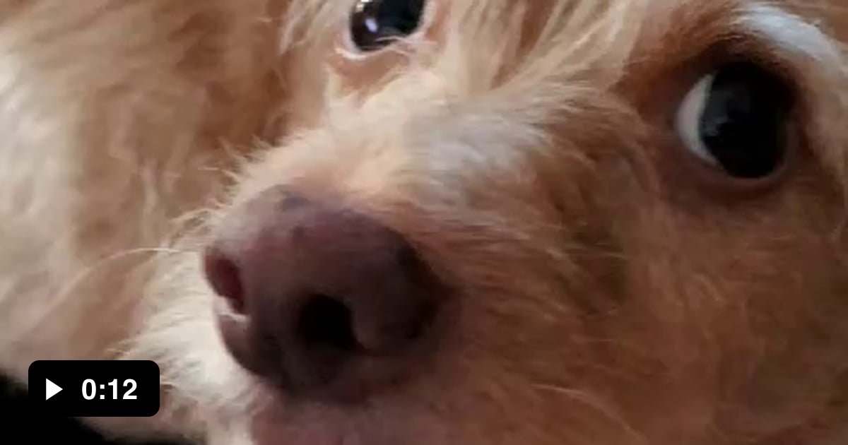 This my doggo - 9GAG