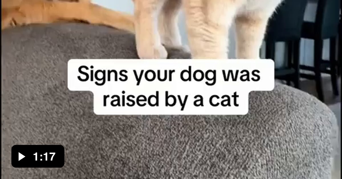 Definitely got two orange cats - 9GAG