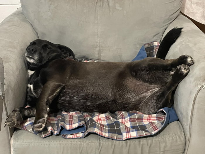 Lacey getting comfy. - 9GAG