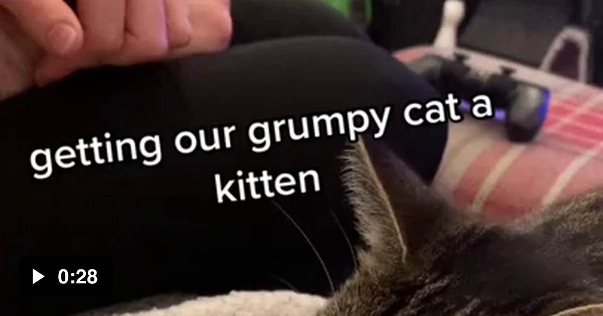 A Grumpy Cat welcomes a New Kitten - 9GAG