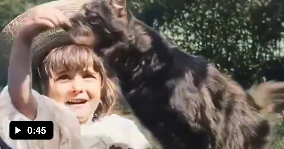 The very first cat video from 1899, shot by Louis Lumiere. Colorized ...