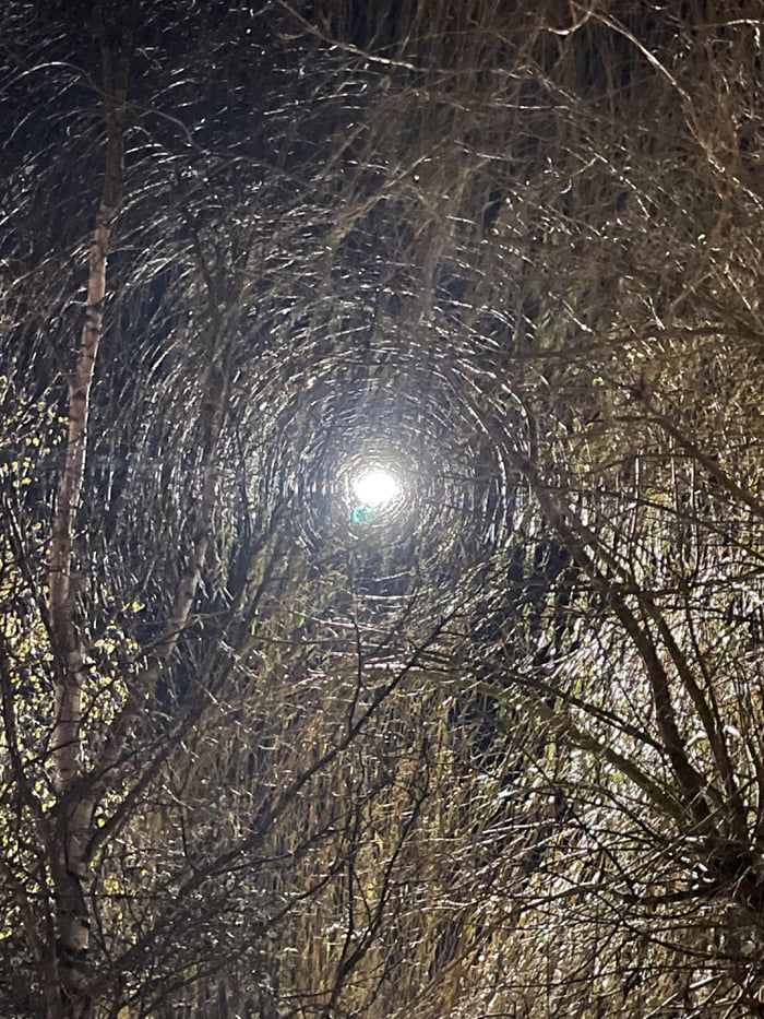 Explain this? Tree branches warped into circles - 9GAG