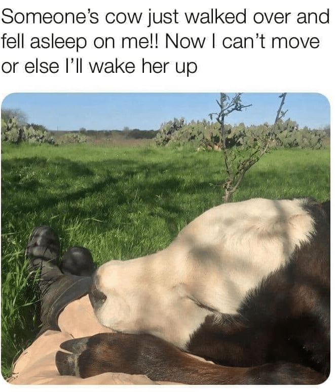 W h o l e s o m e_c o w - 9GAG