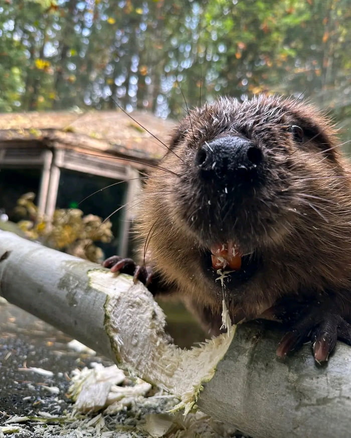 A happy bóbr - 9GAG