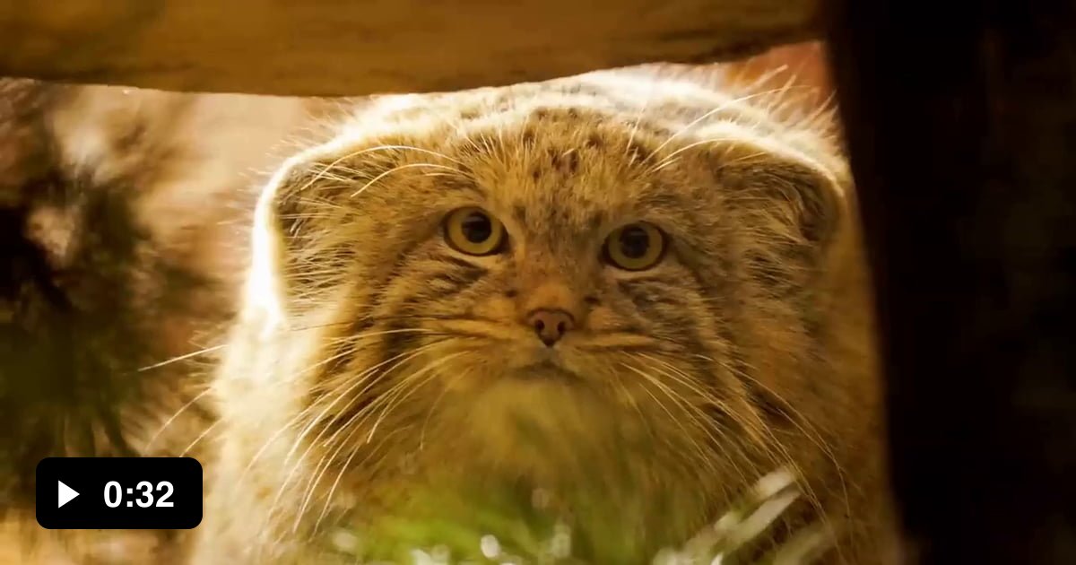 Pallas's cat is defined by its round body - 9GAG