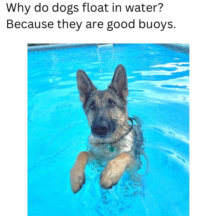 Who's a good boy? - 9GAG