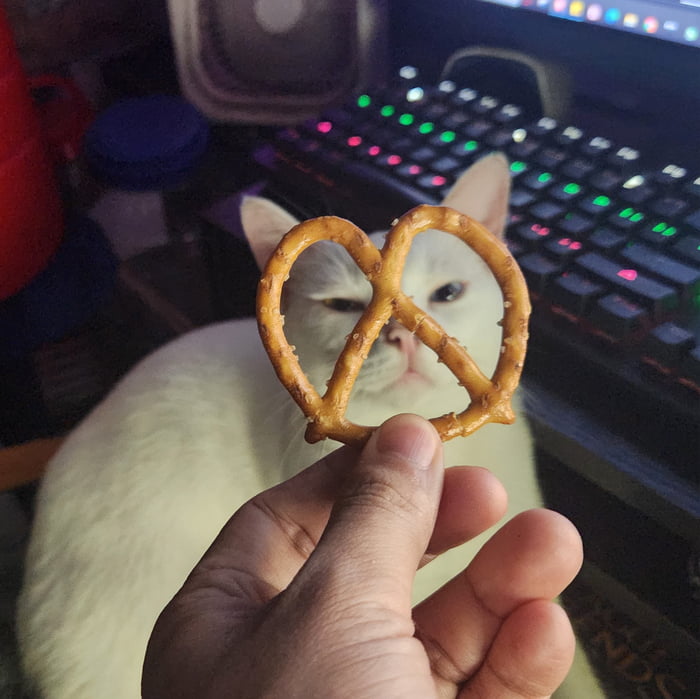 Pretzel Cat - 9GAG