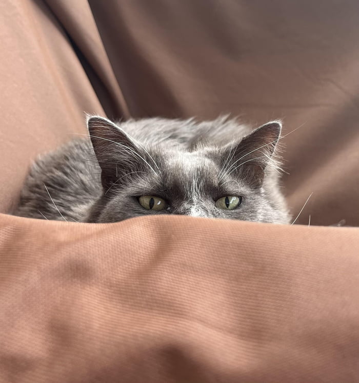 She’s plotting! - 9GAG