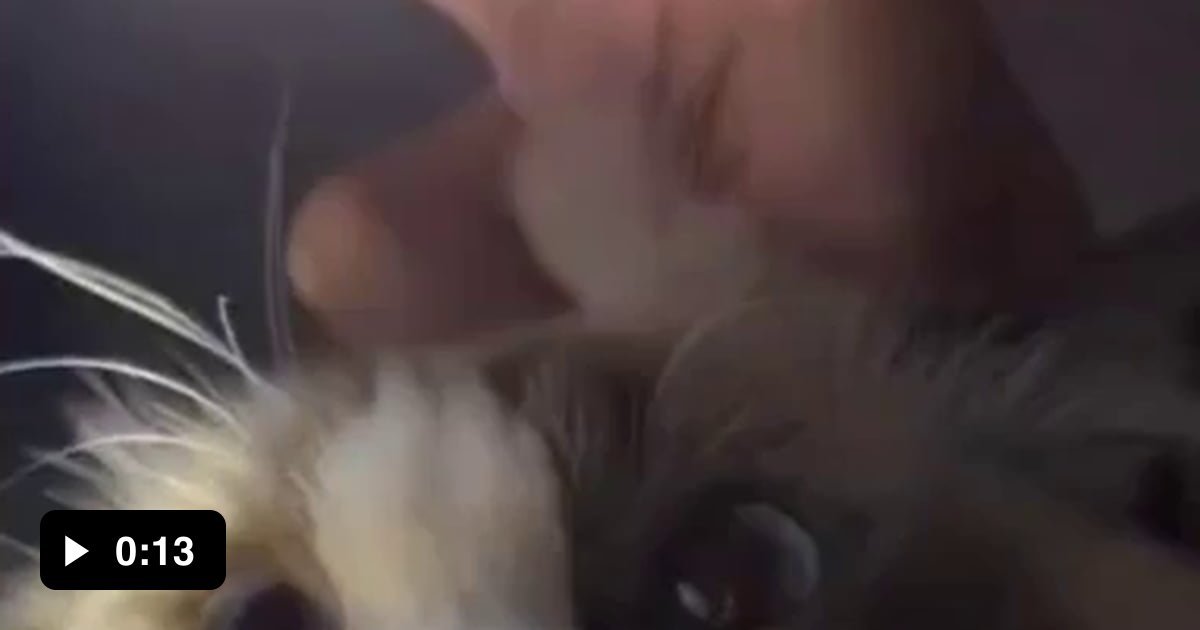 Cat + Flashlight = Devil - 9GAG