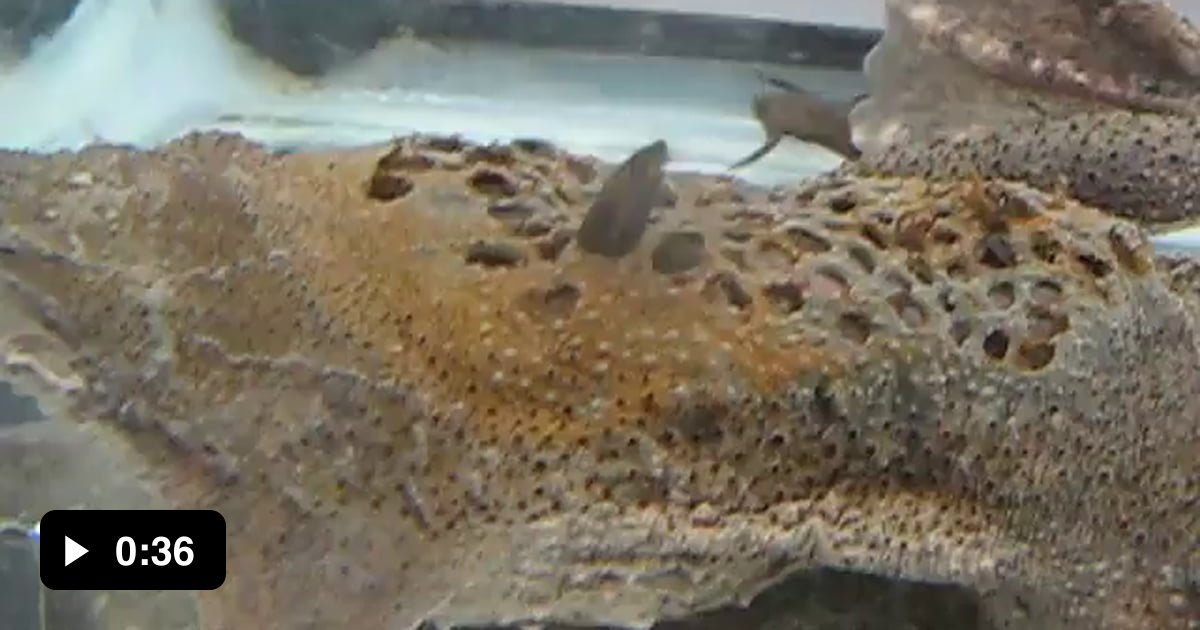 This is Suriname Toad. It gave birth by erupting their babies from the ...