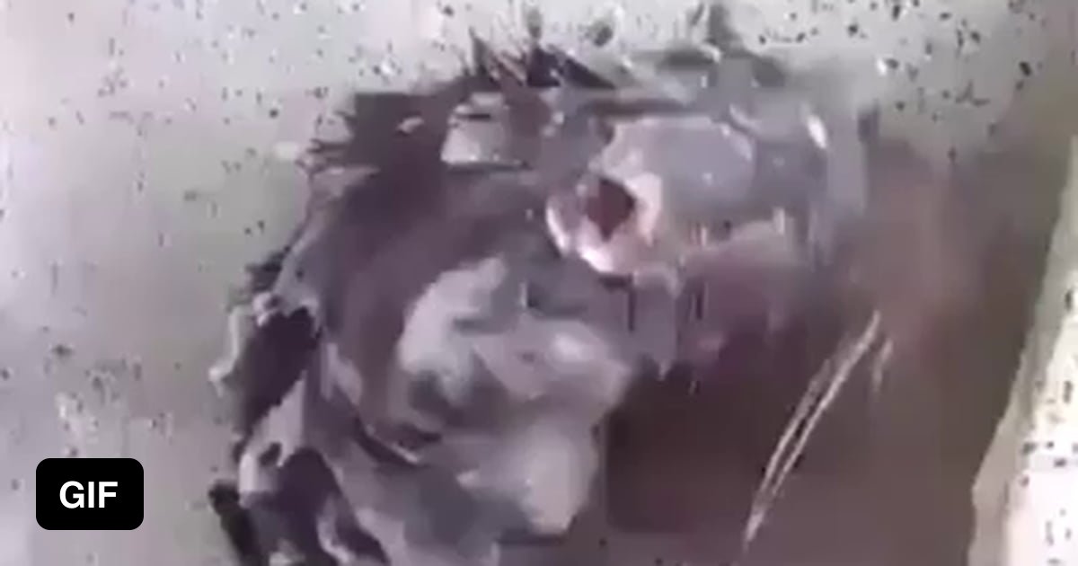 A Rat washing it's self with soap and water like a human. - 9GAG