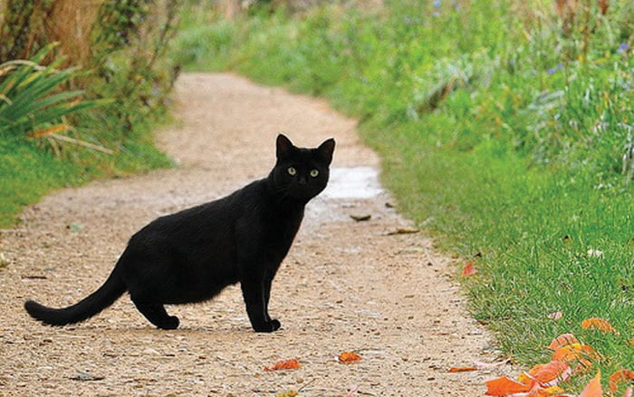Stop everything you're doing and back away if a black cat crosses your ...