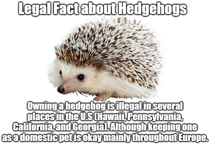 Legal Animal Fact - 9GAG