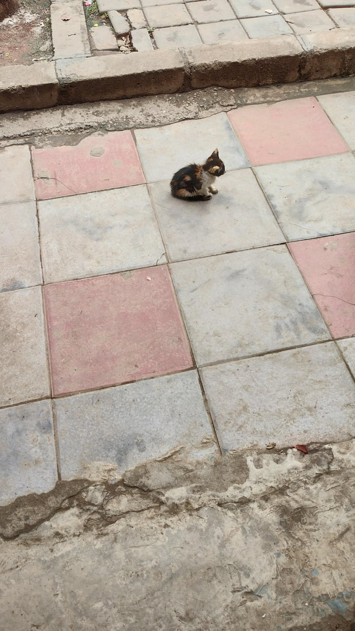 Big street smol cat - 9GAG