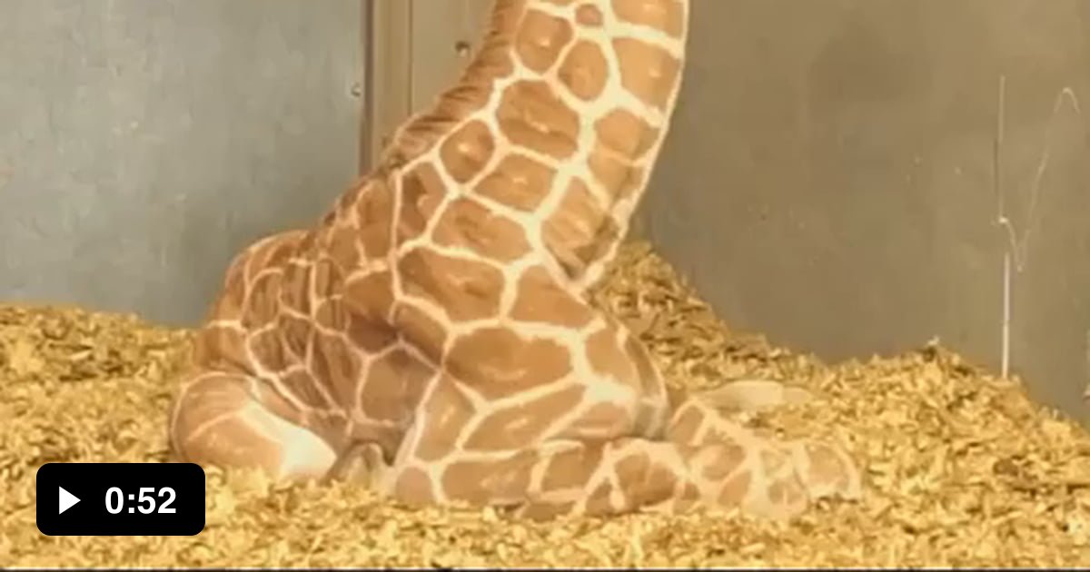 New born giraffe isn't sure what to do with his neck while taking a nap - 9GAG