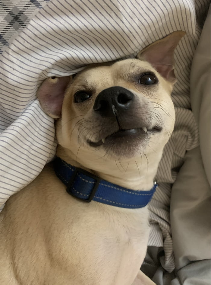 He loves the camera - 9GAG