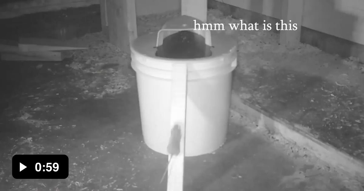 The Greatest Mouse Trap Ever Invented - 9GAG