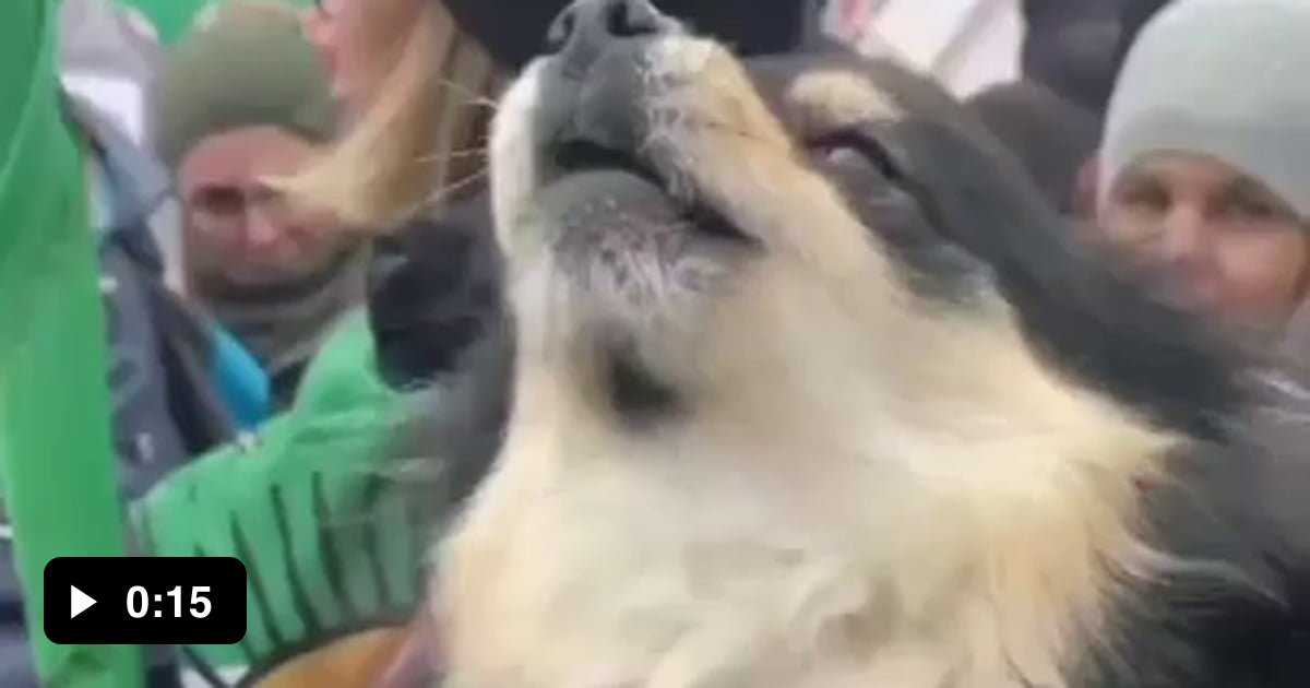 Activist Doggo showing its support for WomenLifeFreedom - 9GAG