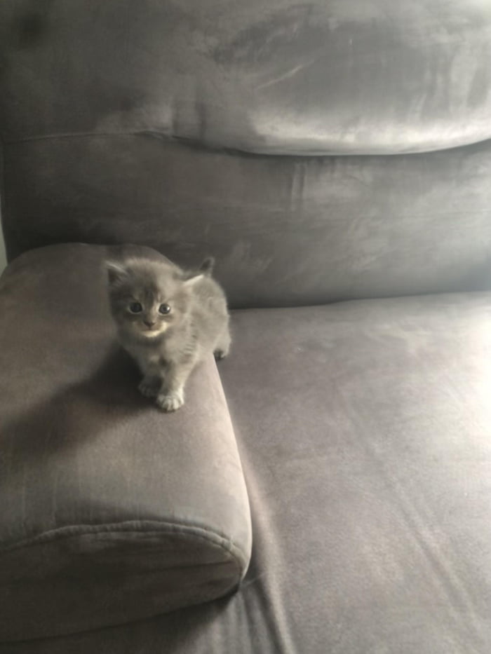 Spot the smol cat 👀 - 9GAG