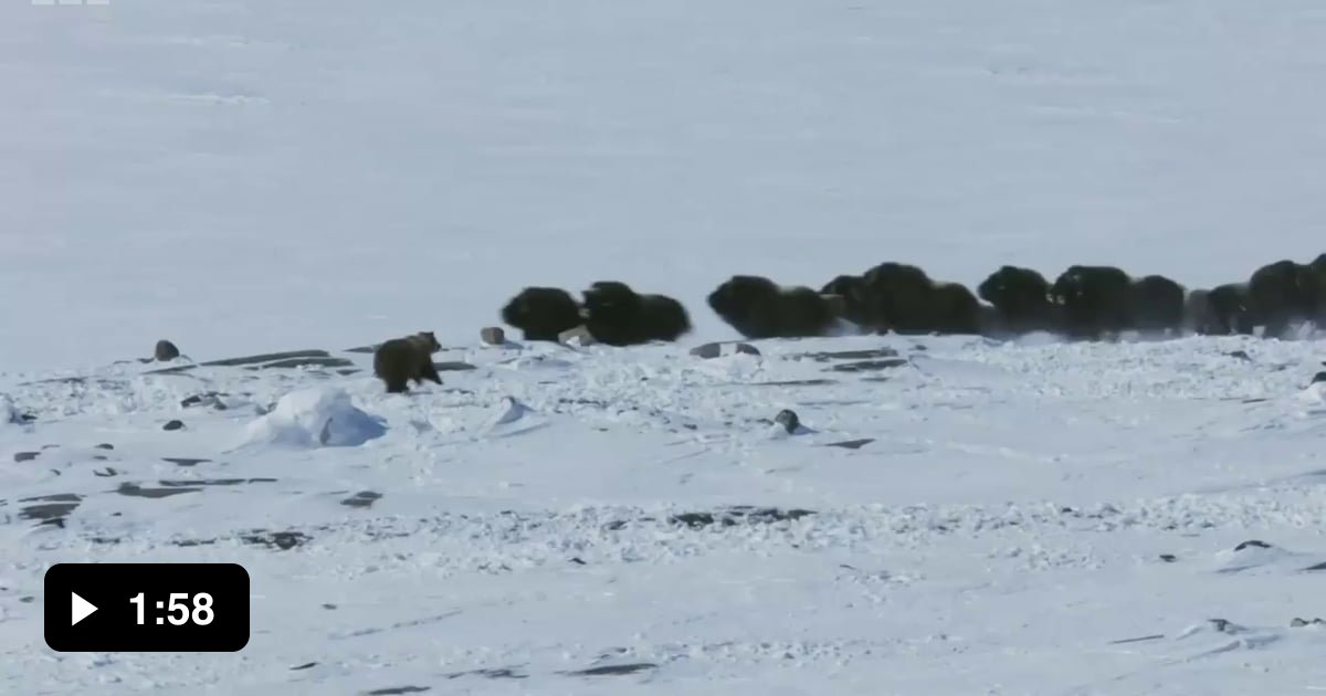 Grizzly Bear hunting Musk Ox in the Arctic, more have been migrating ...