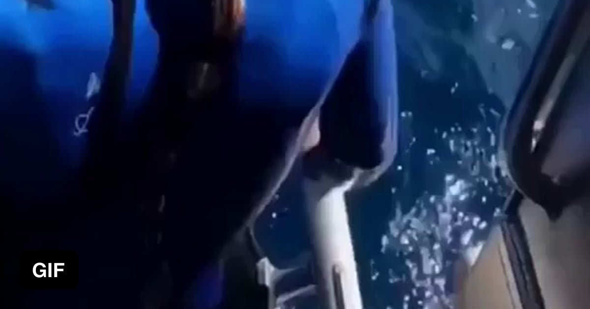 Snorkeling? Nope - 9GAG