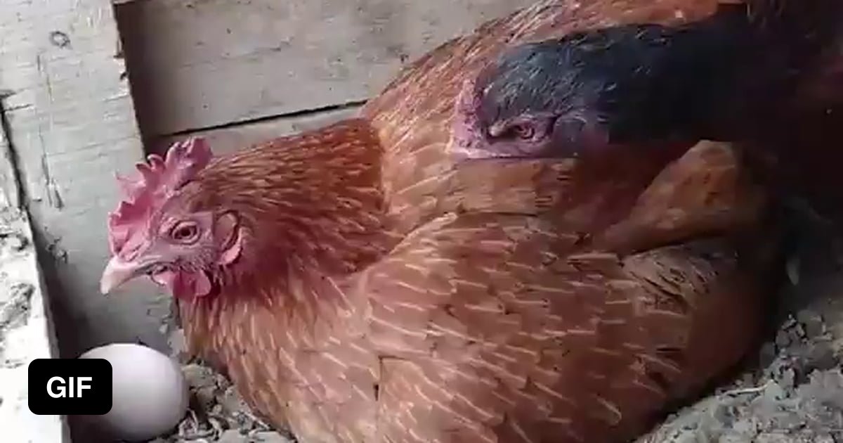 Chicken: Learn this shit - 9GAG