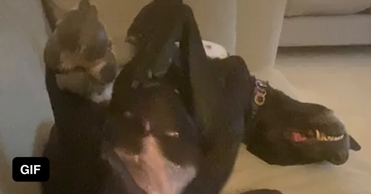 Derpy face, derpy butt - 9GAG