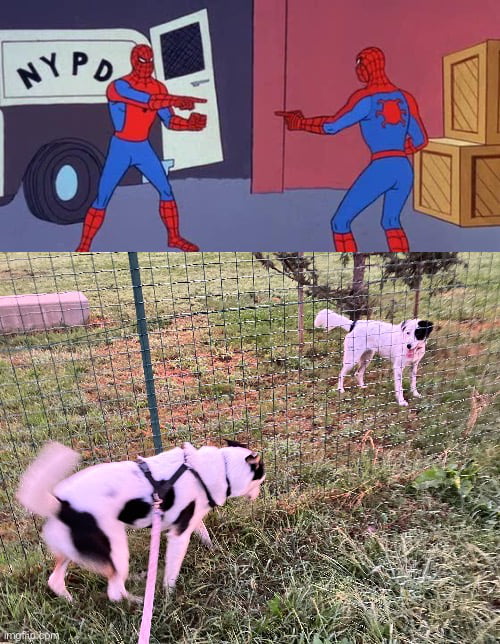 Spiderdoggo - 9GAG