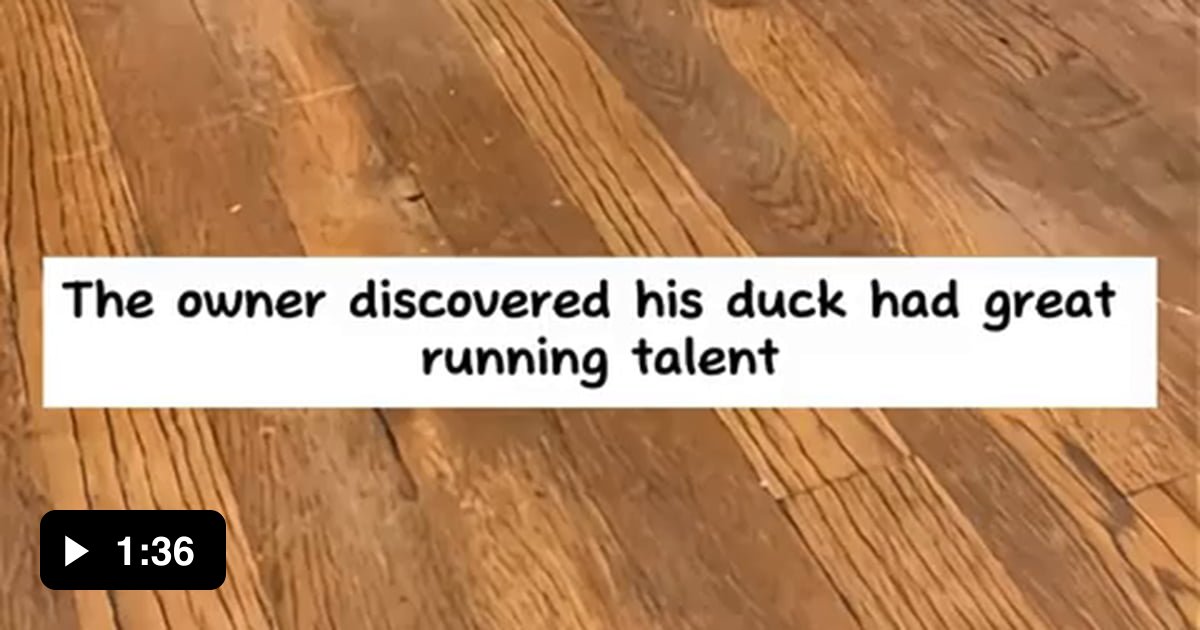 Wrinkle the duck loves running - 9GAG