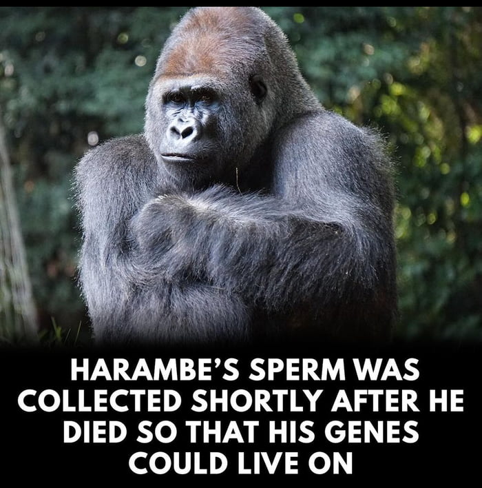 Harambe lives on - 9GAG