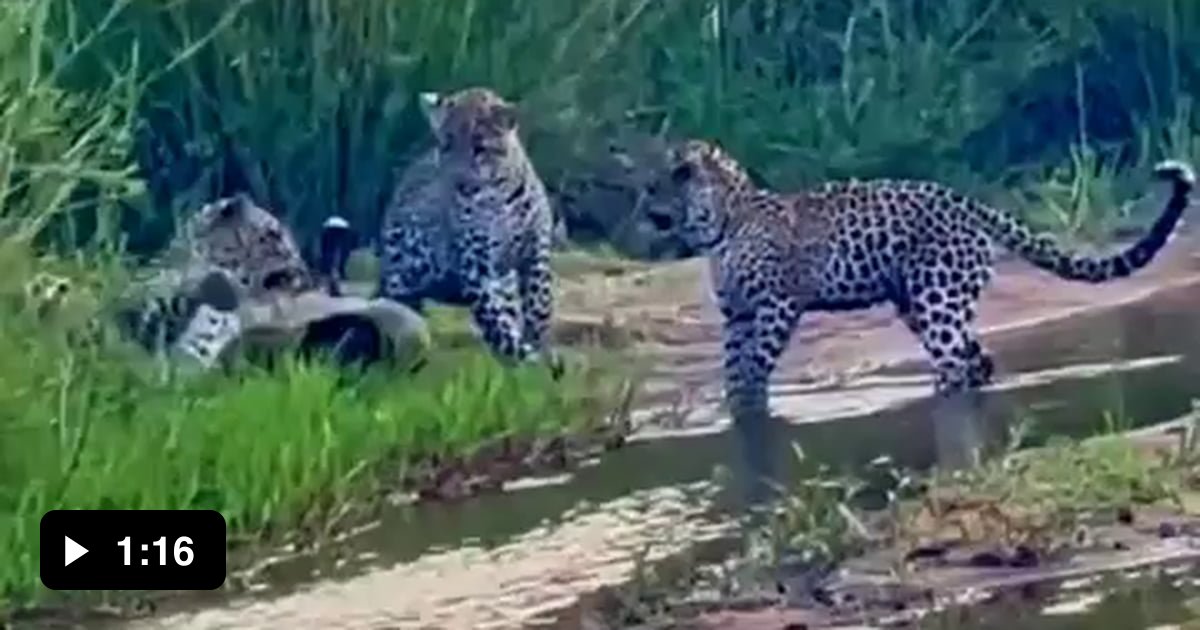 The Ratel is an incredible animal, he is not afraid of anyone - 9GAG