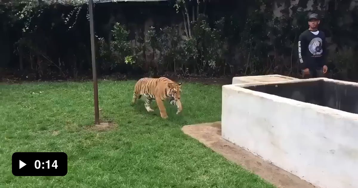 Lewis Hamilton scares tiger - 9GAG