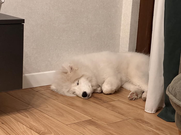 Meet Ms Fluffy - 9GAG