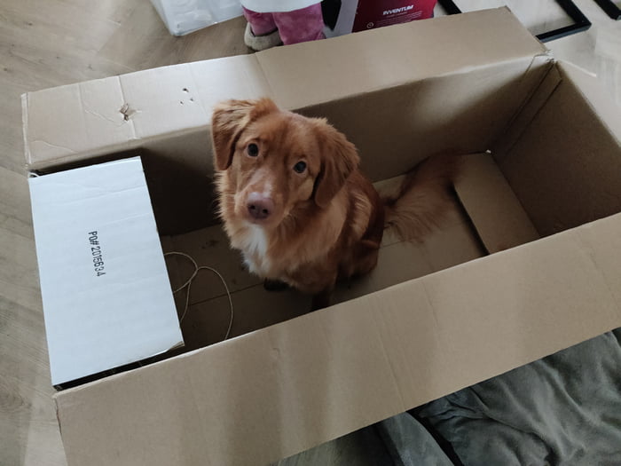 My dog identifies as a cat - 9GAG