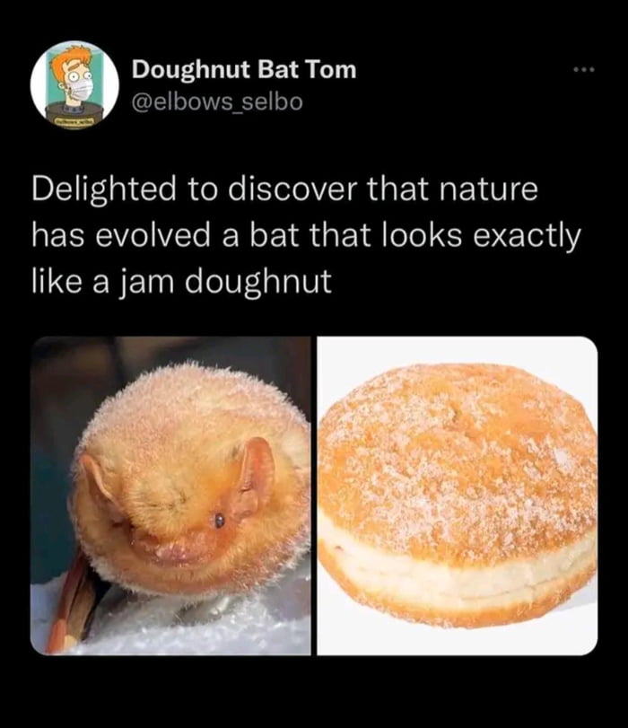 Precious lil donut - 9GAG