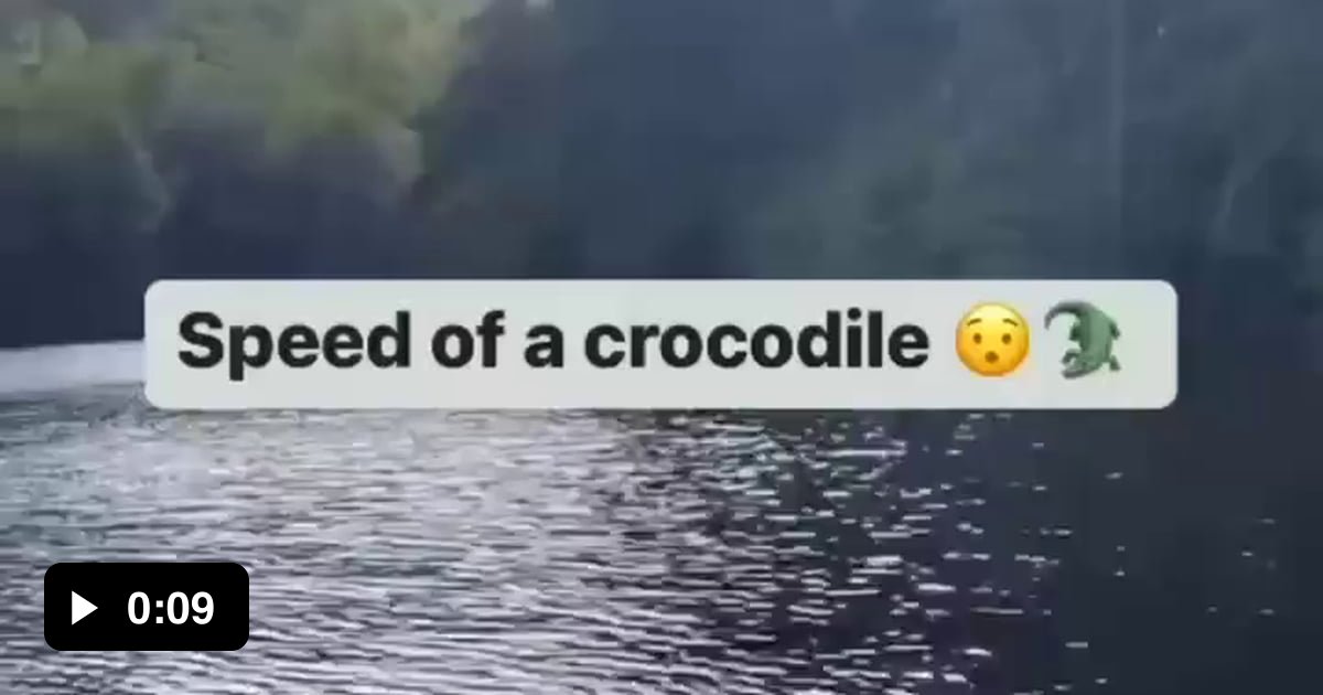 The speed of a crocodile - 9GAG
