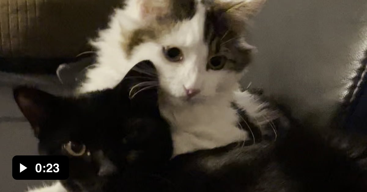 My two cuties - 9GAG