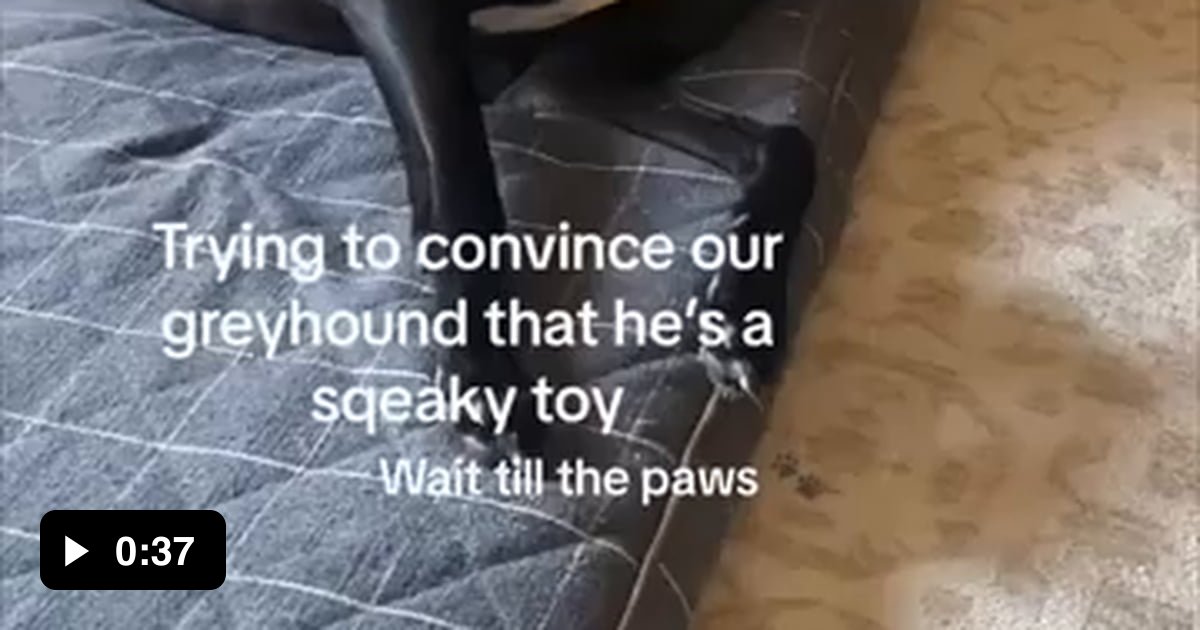 Trying to convince the greyhound that he is a squeaky toy - 9GAG