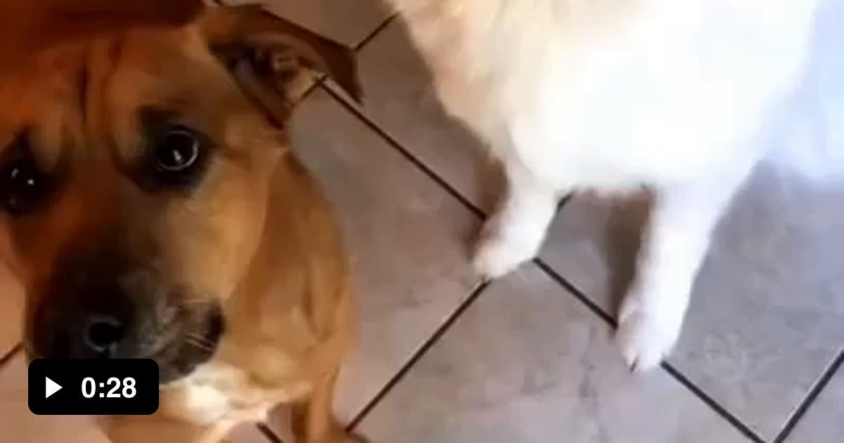 Dog tries mango for the first time. It's a ten! - 9GAG