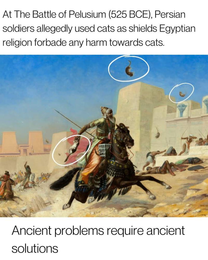 Cats are not shields, they are projectile weapons - 9GAG