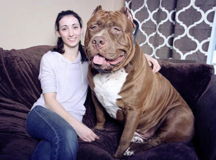 World’s largest pitbull - 9GAG